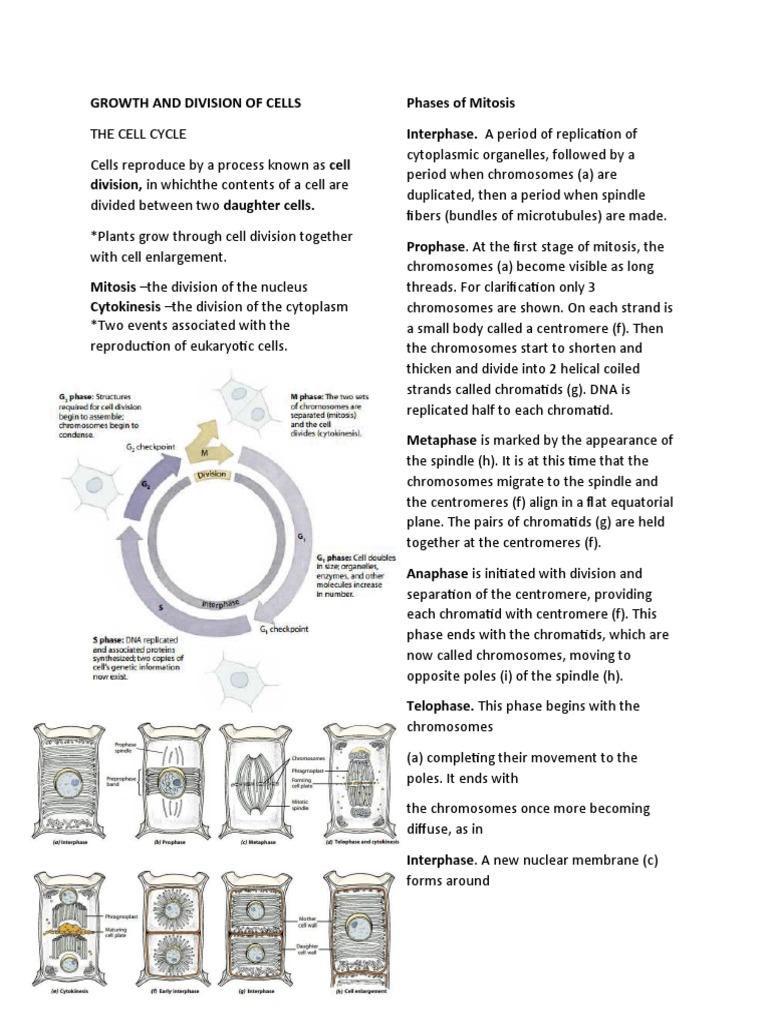 Mitosis: Stages and Cell Division | PDF | Mitosis | Genetics