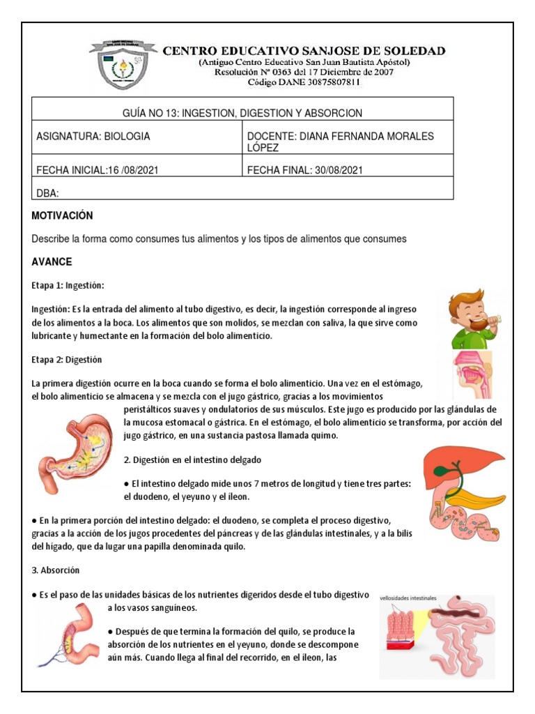 Guia 13 Biologia Sexto | PDF | Digestión | Sistema digestivo humano
