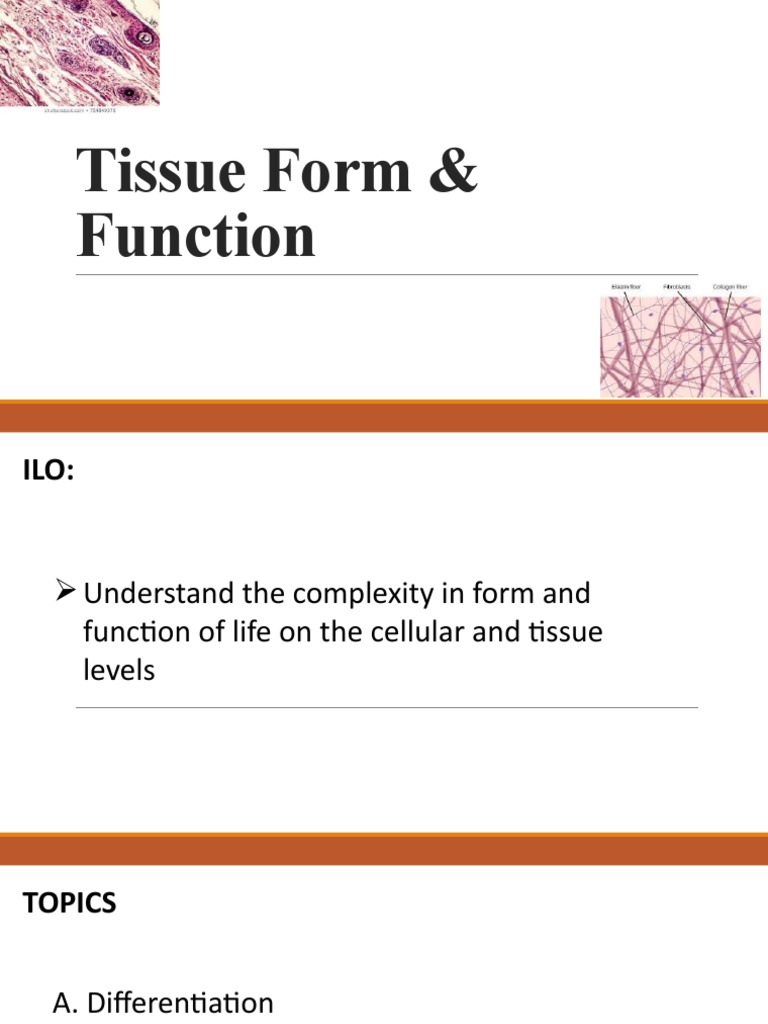Tissue Form & Function | PDF | Tissue (Biology) | Epithelium