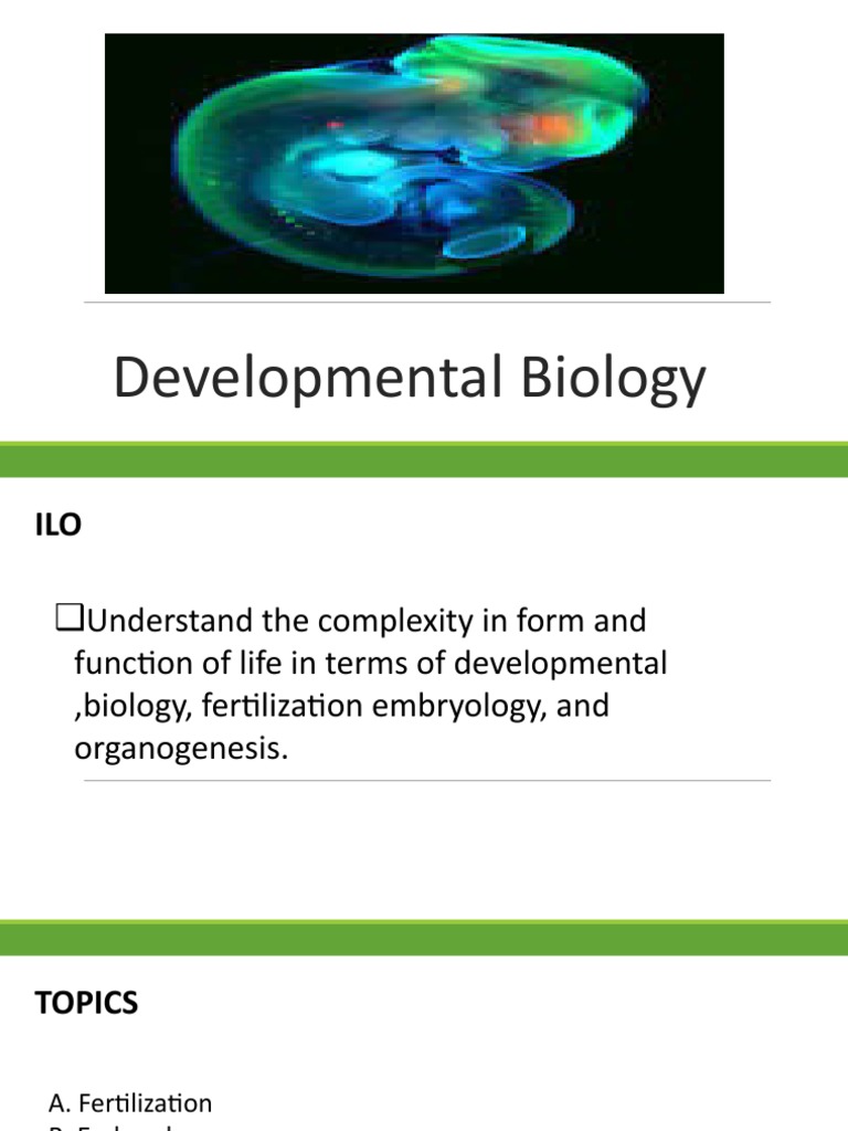 Overview of Developmental Biology | PDF | Fertilisation | Ploidy