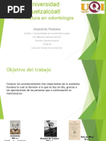 Historia De La Anatomía Pdf Anatomía Science