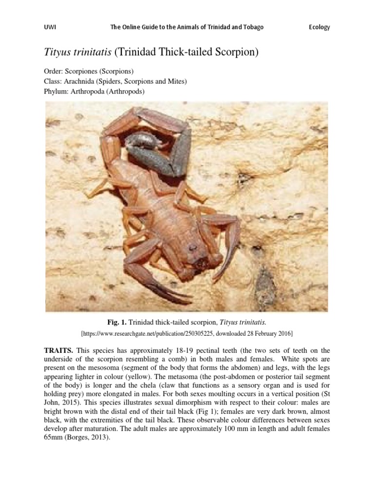 Tityus - Trinitatis - Trinidad Thick-Tailed Scorpion | PDF | Zoology
