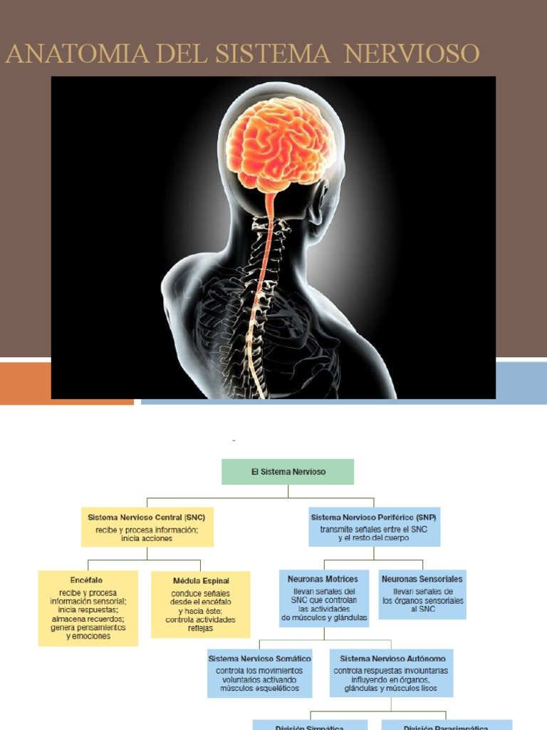 Anatomia Del Sistema Nervioso | PDF | Sistema nervioso | Cerebro