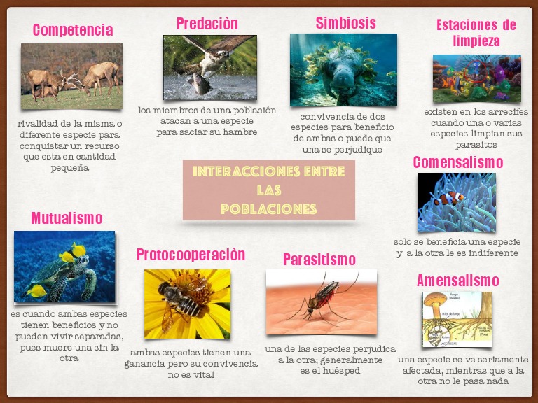 Tipos de Interacciones entre Poblaciones | PDF