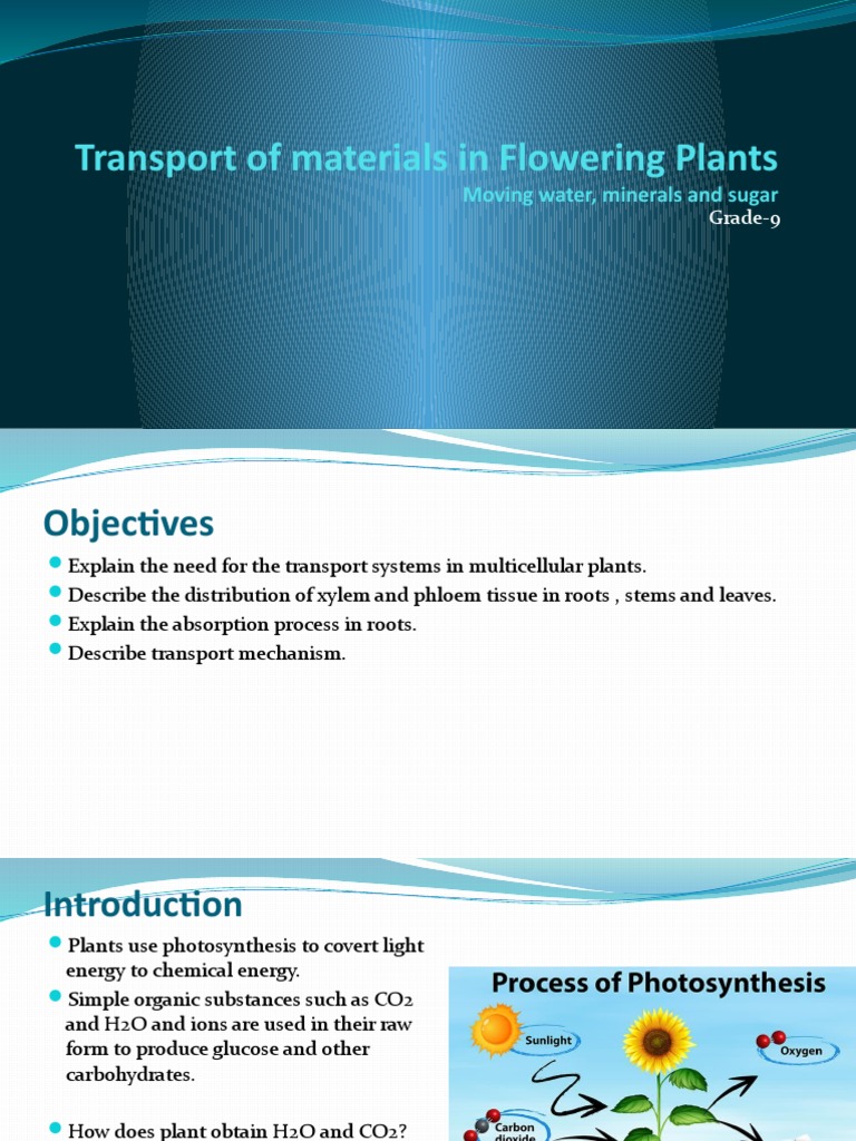 Transport of Materials in Flowering Plants | PDF | Plant Stem | Tissue ...