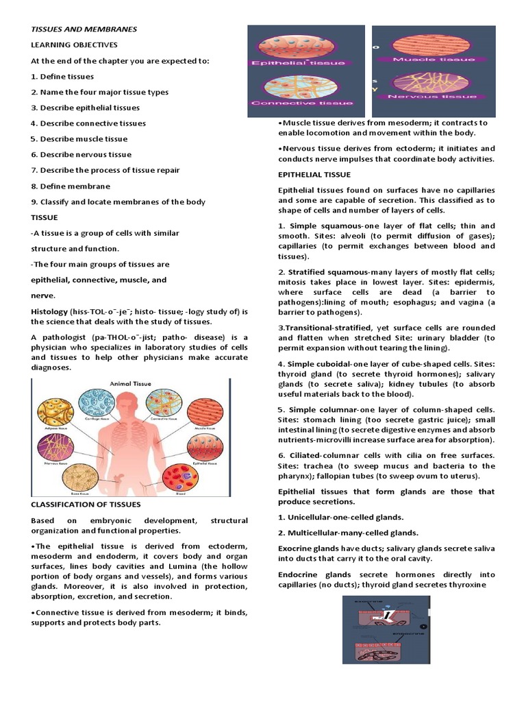 Anaphy Chapter 4 | PDF | Motor Neuron | Tissue (Biology)