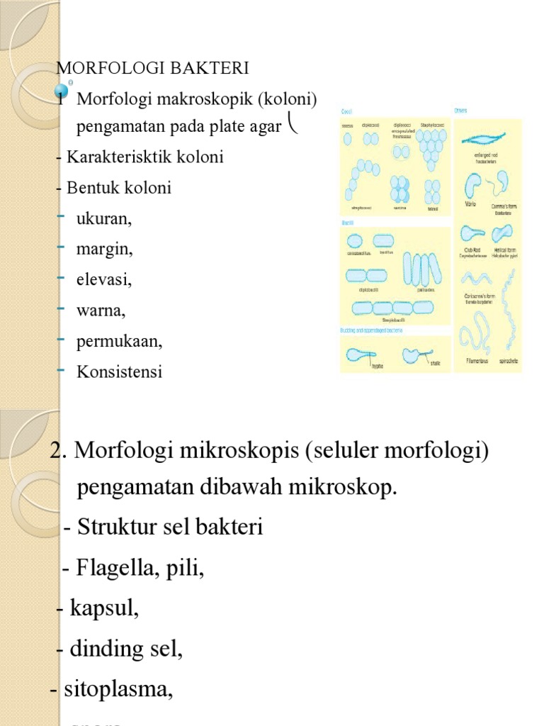 MORFOLOGI DAN STRUKTUR BAKTERI | PDF