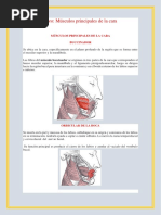 Función e inervación del músculo mentoniano | PDF