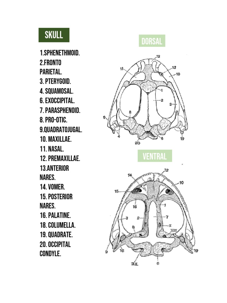 BIO 1133 Exercise 7 (Skeletal System of The Frog) | PDF | Vertebra ...