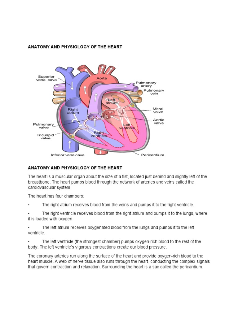 Anatomy and Physiology of The Heart | PDF | Heart | Breathing