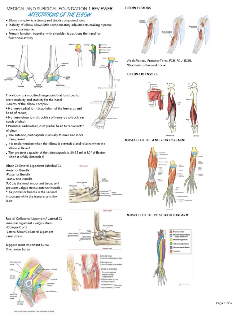 Elbow Anatomy and Injury Overview | PDF | Elbow | Anatomical Terms Of ...