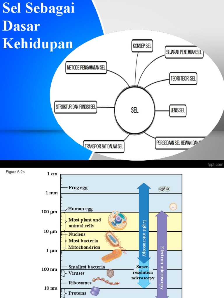 Sel Sebagai Dasar Kehidupan Pdf Cell Biology Cell Membrane