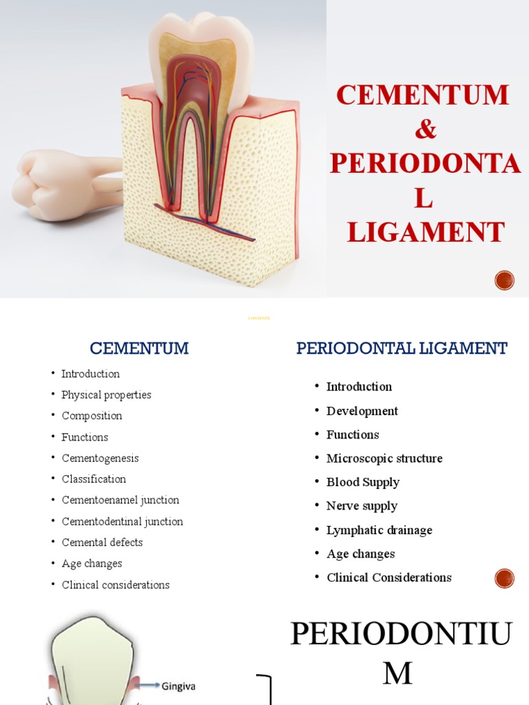 Anatomy and Functions of Cementum and the Periodontal Ligament | PDF ...