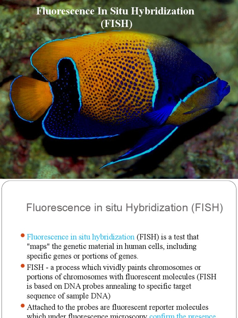 Fish Technique in Detail. | Download Free PDF | Fluorescence In Situ ...