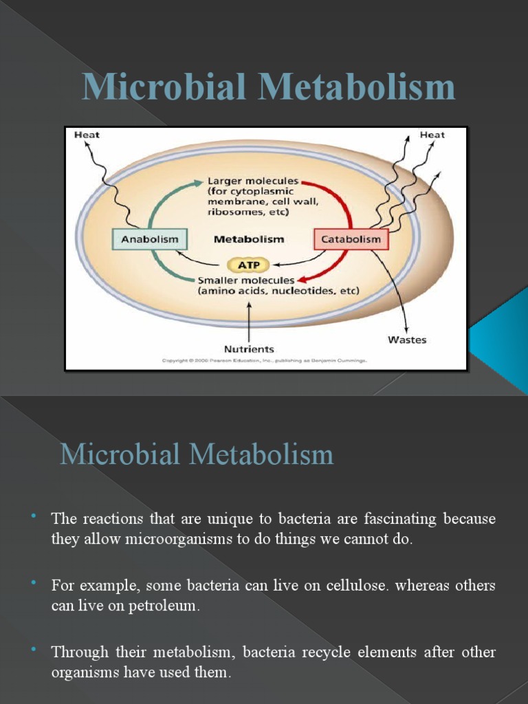Overview of Microbial Metabolism | PDF | Enzyme | Metabolism