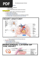 Cardiovascular System | PDF | Atrium (Heart) | Heart