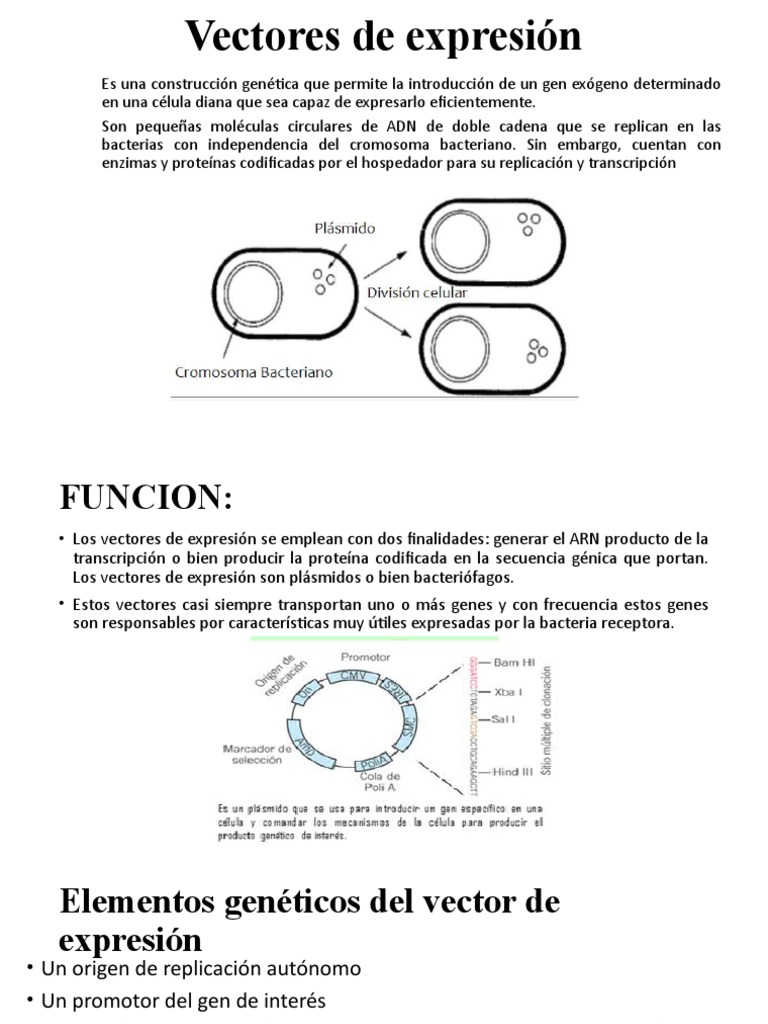 Vectores de Expresecion | PDF