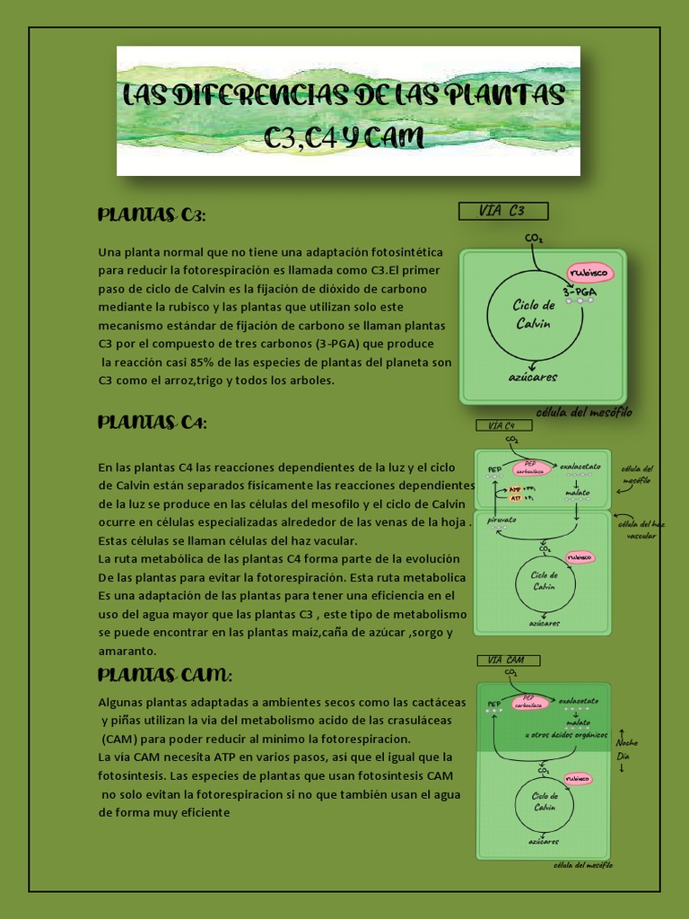 Las Diferencias de Las Plantas C3, C4 y Cam | PDF