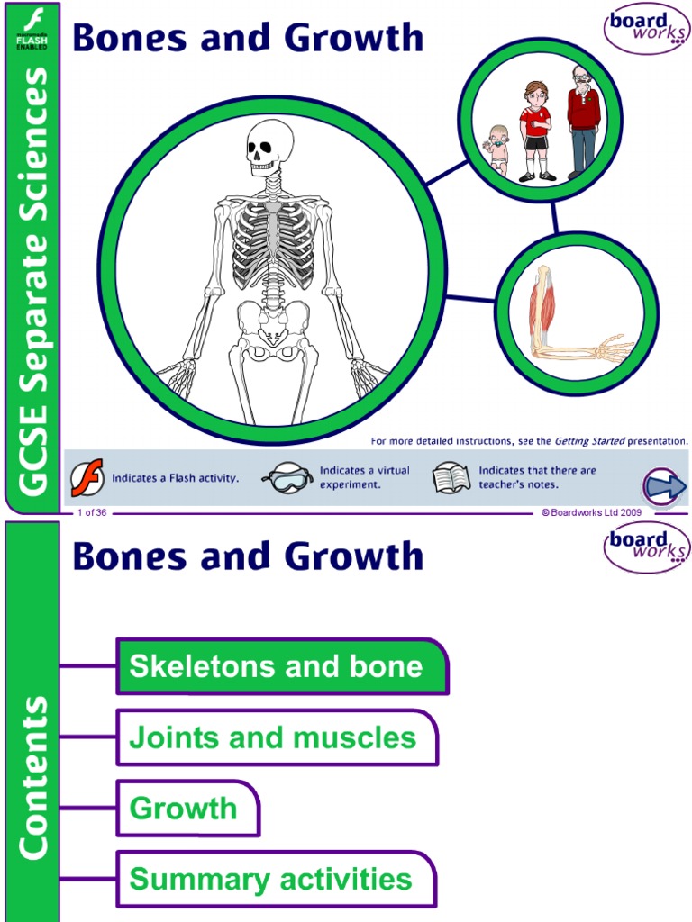 Bones and Growth | PDF | Skeleton | Bone