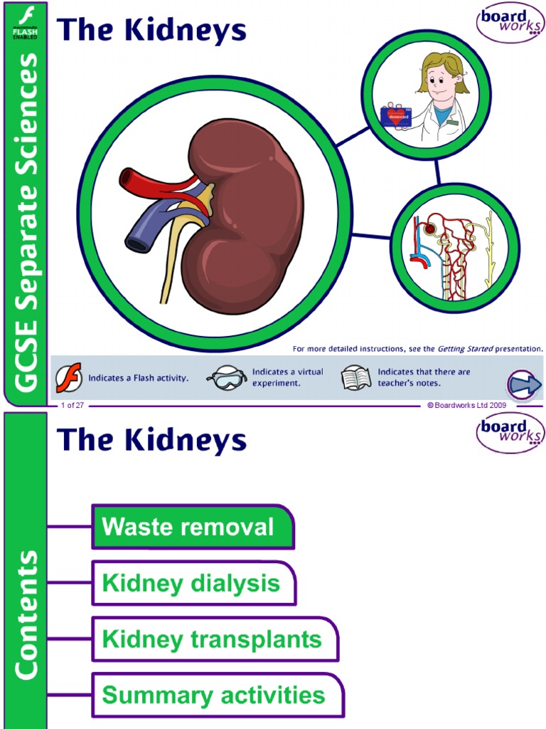 The Kidneys | PDF | Dialysis | Kidney Transplantation