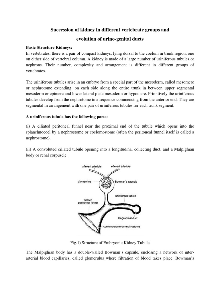 MANISH - KANTI - BISWASUrino-genital System2020-05-04note Kidneyfinal 4 ...