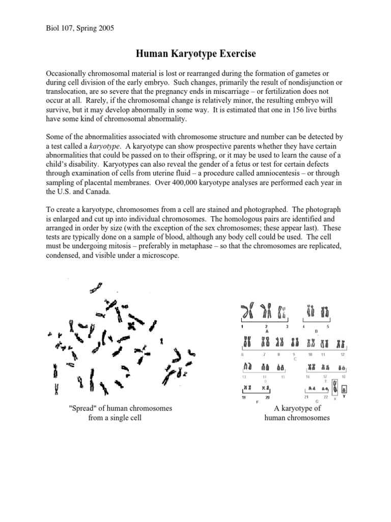 Karyotyping Activity | PDF | Karyotype | Chromosome