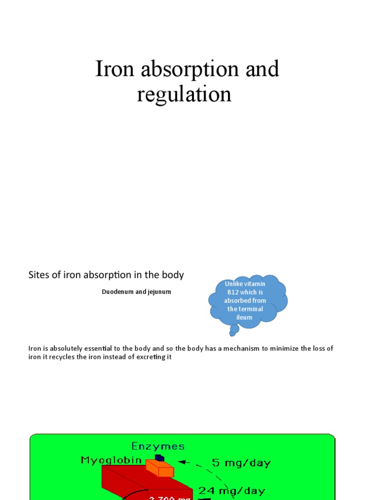 Iron Regulation | PDF | Iron | Molecular Biology