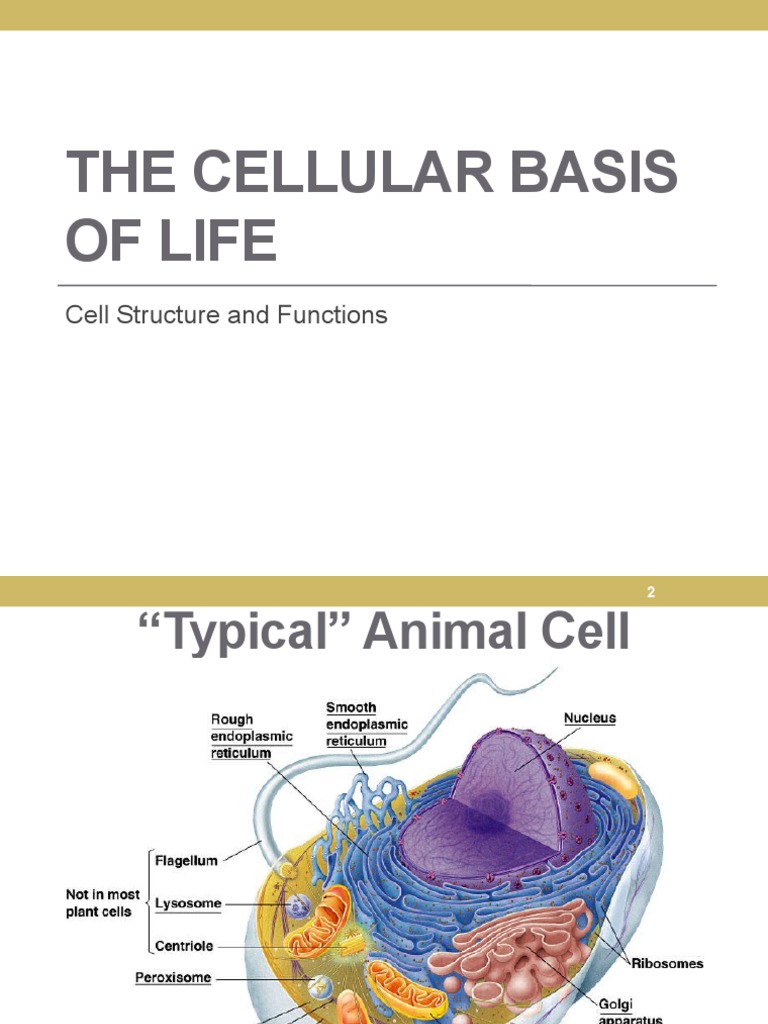 The Cellular Basis of Life: Cell Structure and Functions | PDF ...