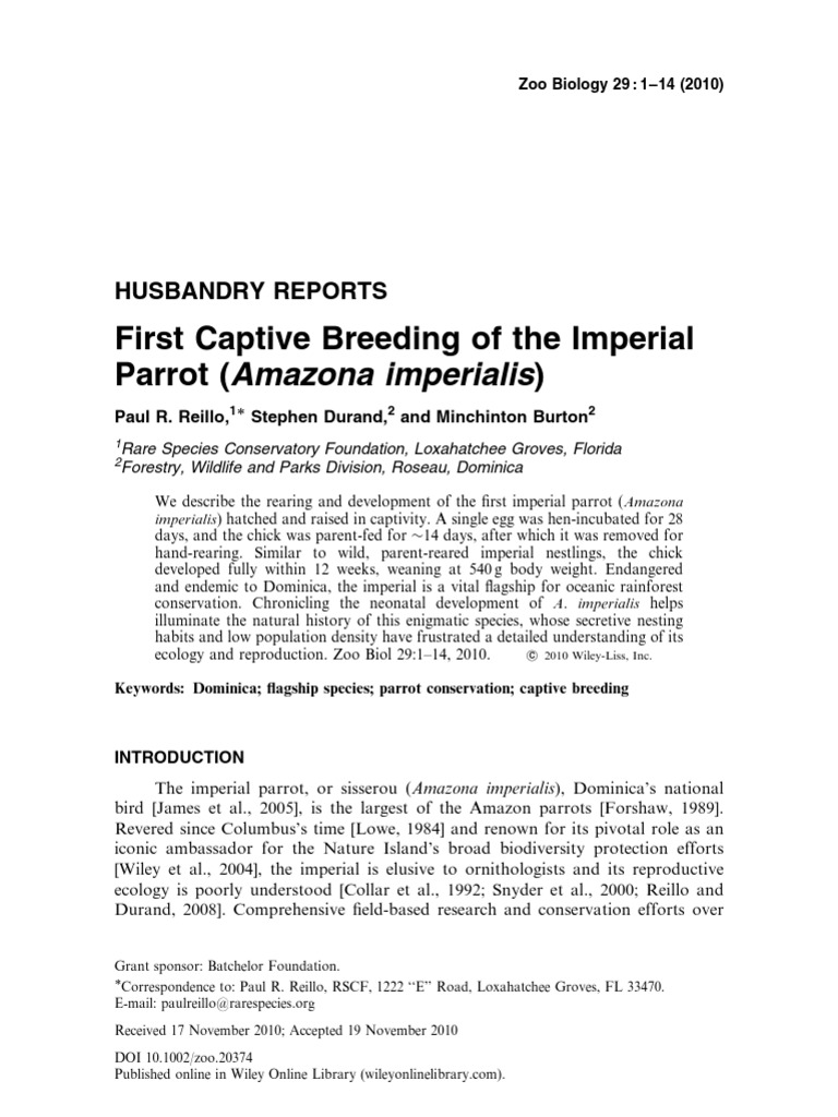 First Captive Breeding of The Imperial Parrot (Amazona Imperialis ...