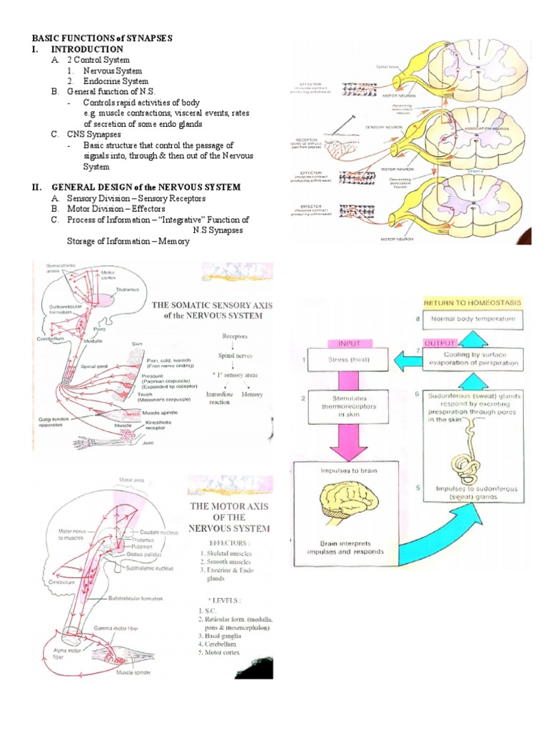 BASIC FUNCTIONS of SYNAPSES | PDF | Chemical Synapse | Neurotransmitter