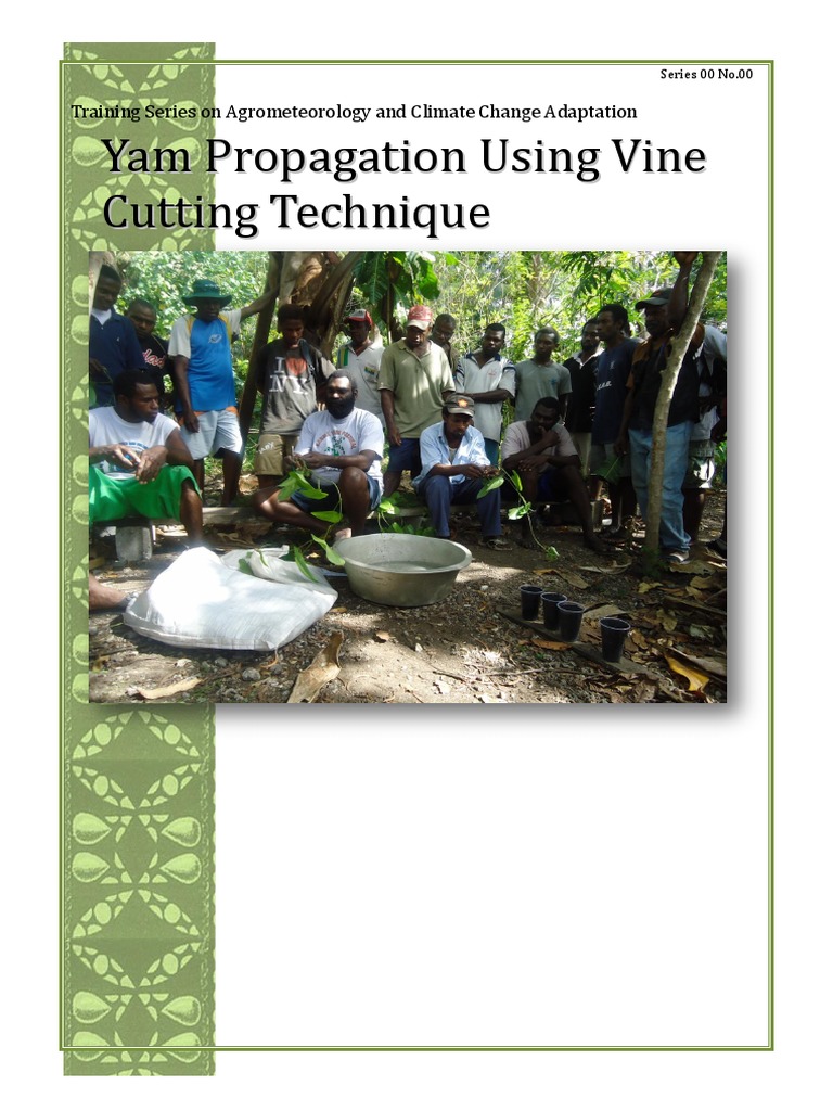 Yam Rapid Propagation Yam Vine Cutting Method | PDF | Plant Nursery ...