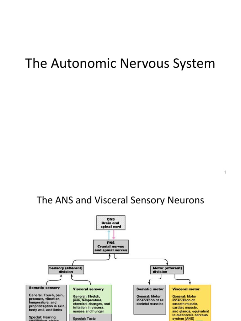 Autonomic Nervous System | PDF | Autonomic Nervous System | Acetylcholine
