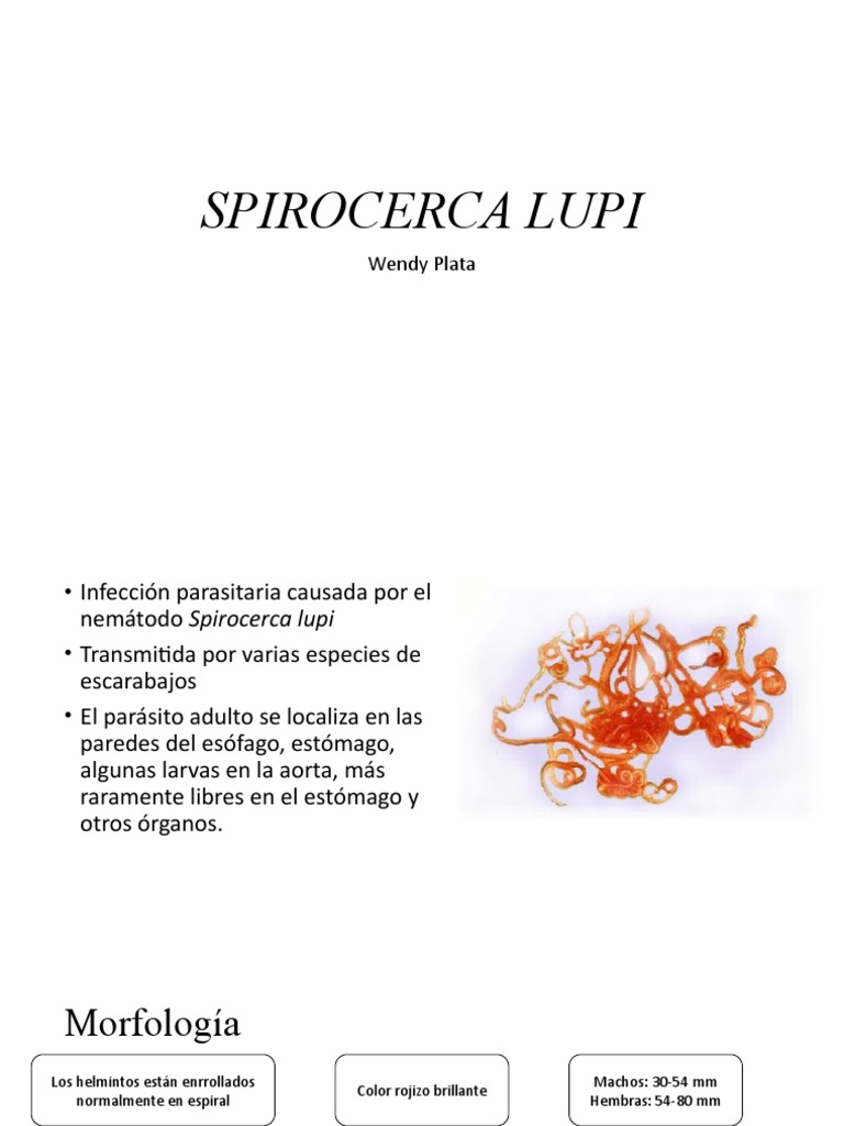 Ciclo y tratamiento de Spirocerca lupi | PDF | Estómago | Heces