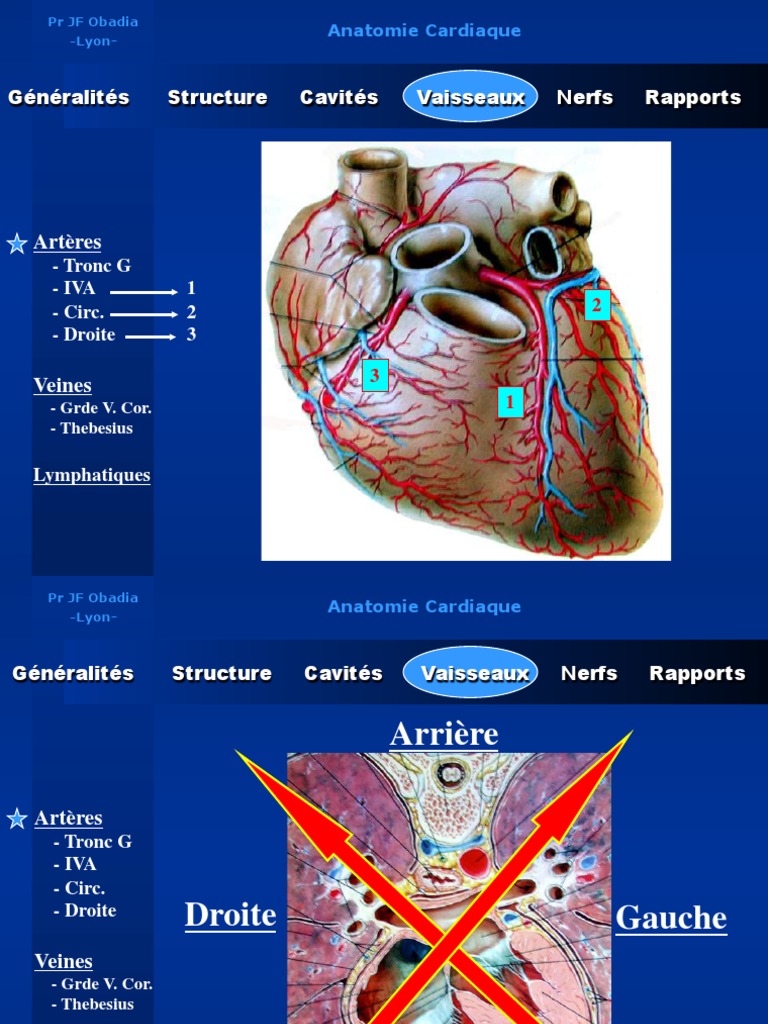 Anatomie Cardiaque: Artères et Veines | PDF | Cœur | Vaisseau sanguin
