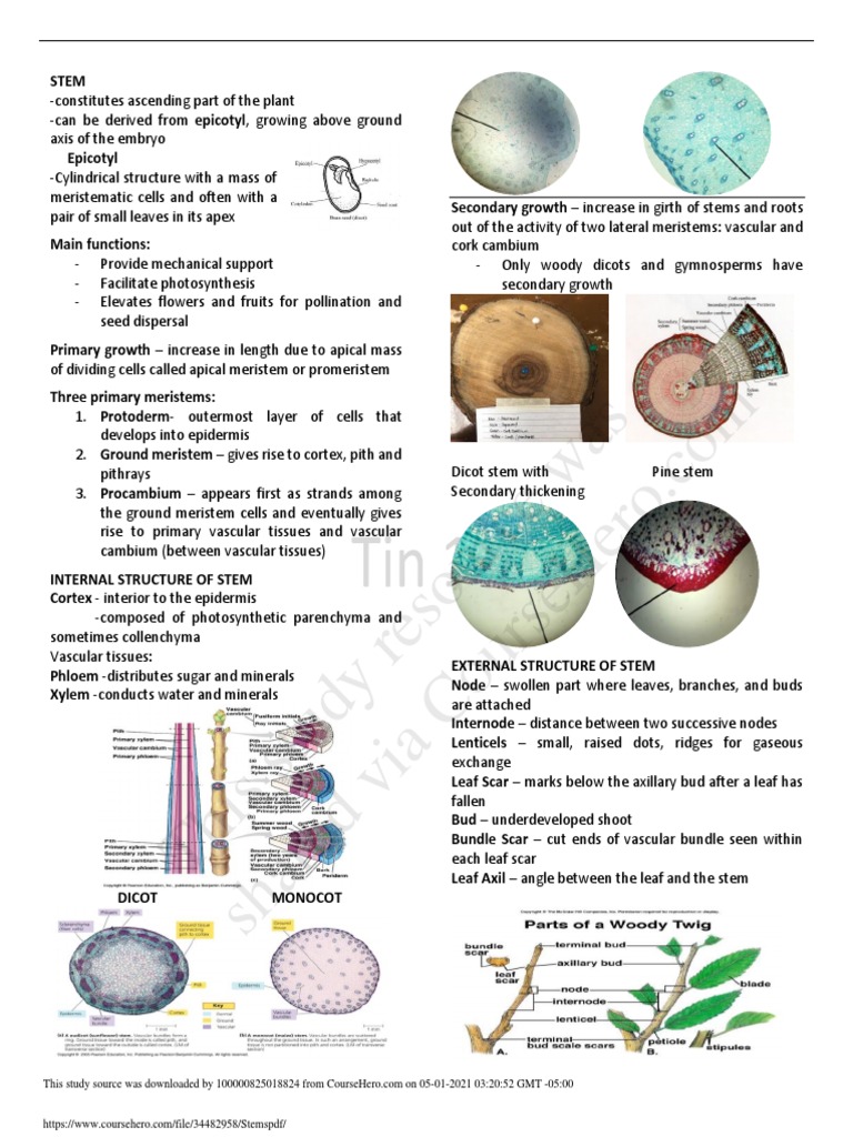This Study Resource Was | PDF | Plant Stem | Leaf