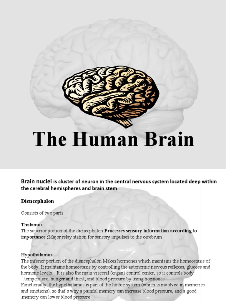 The Human Brain | PDF | Brain | Hypothalamus