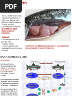 Anatomía de los Peces Teleósteos | PDF | Vena | Pescado