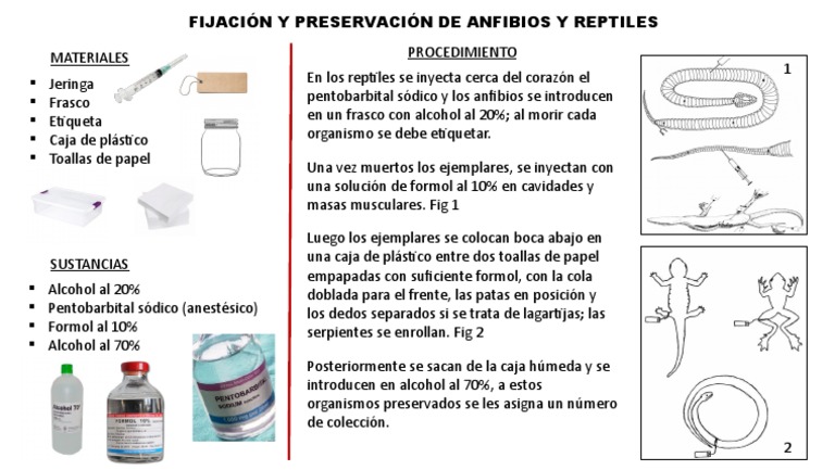 Fijación de reptiles y anfibios en formol | PDF | Hogar, jardinería y ...