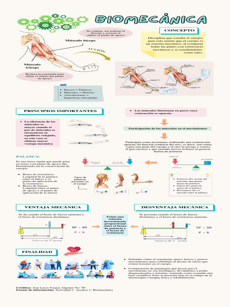 Biomecánica: Palancas y Movimiento Humano | PDF | Palanca | Biomecánica