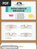 5 Trafico Vesicular | PDF | Biología Celular | Bioquímica