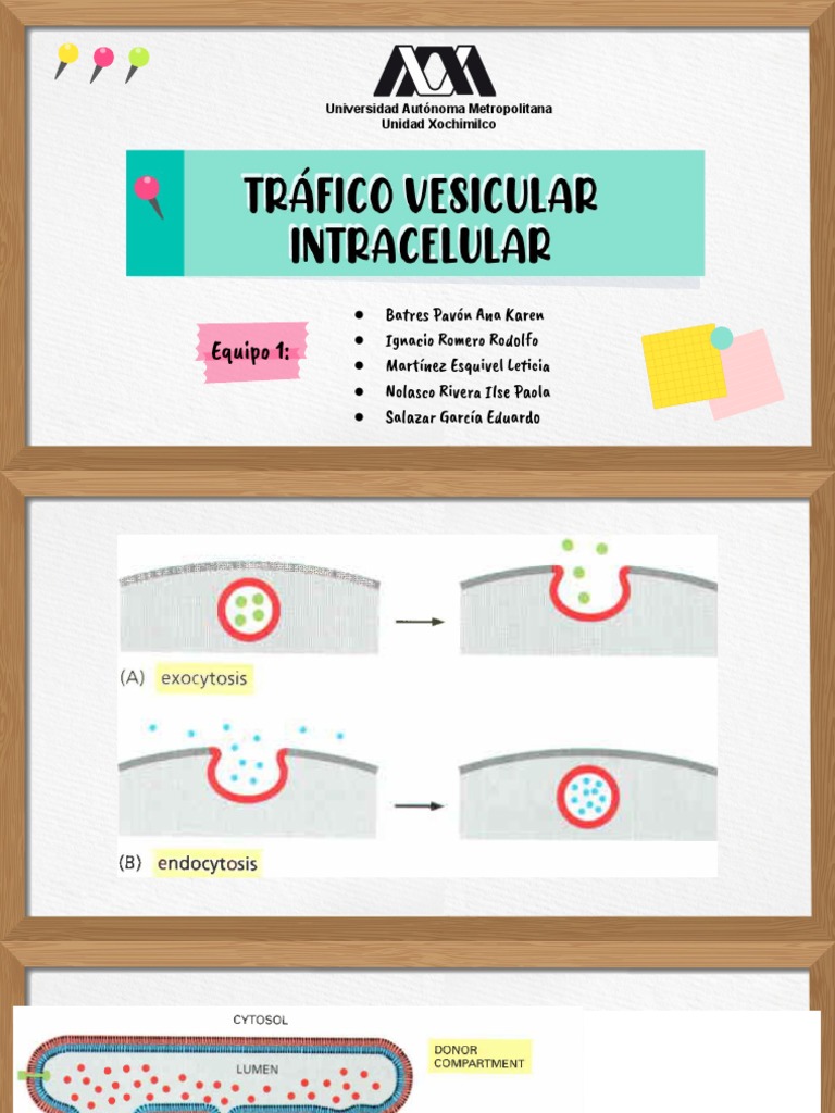 1) Trafico Vesicular Intracelular | PDF | Membrana celular | Biología