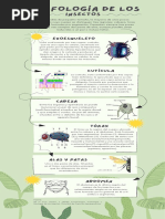 Infografia Torax Insectos | PDF | Insectos | Artropodología