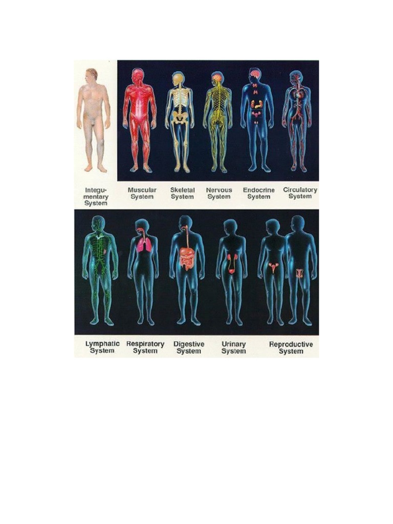 General Anatomy 1 | PDF | Human Body | Anatomical Terms Of Location