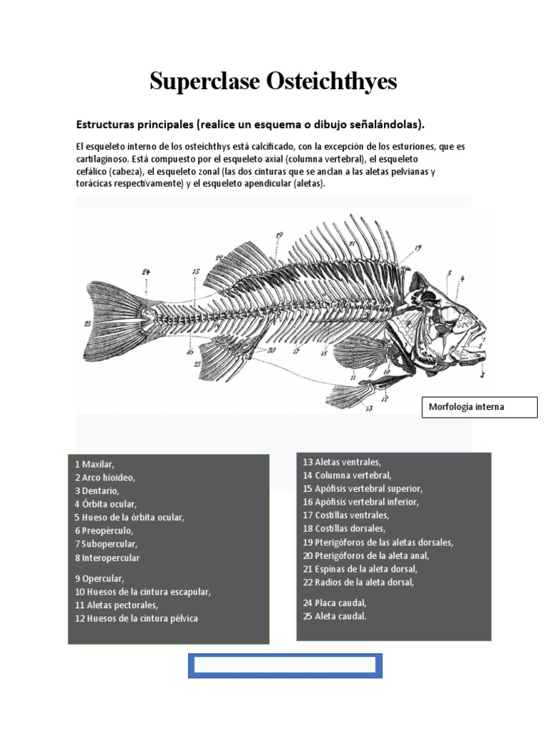 Superclase Osteichthyes | PDF