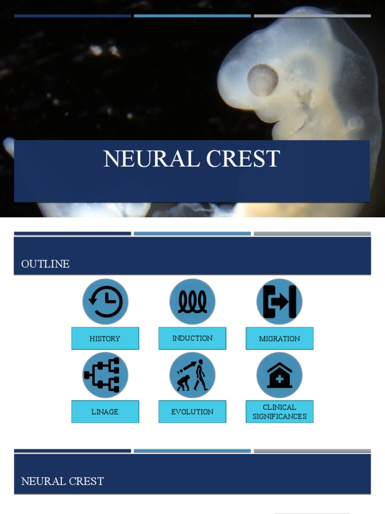 Neural Crest | PDF | Biology | Cell Biology