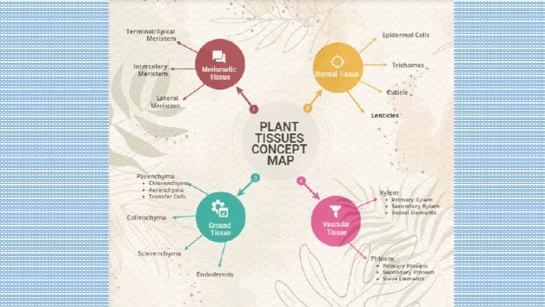 Plant Concept Map | PDF