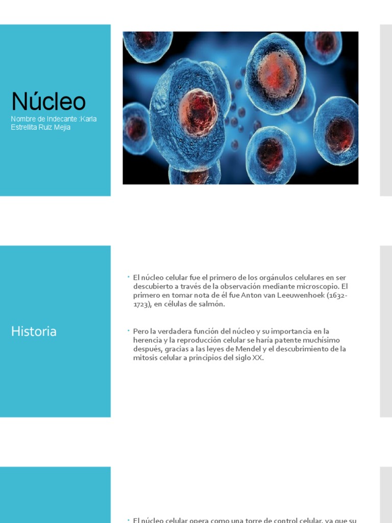 Nucleo | PDF | Nucleo celular | Biología Celular)