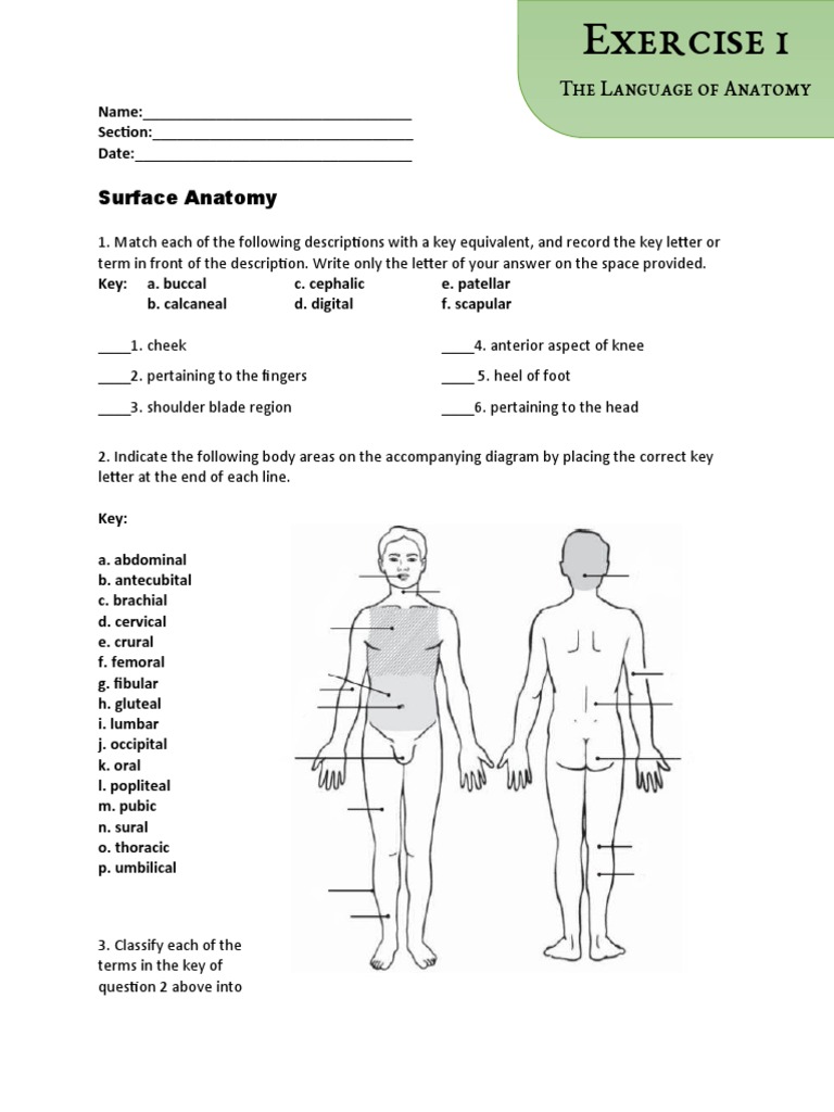 Surface Anatomy: The Language of Anatomy | PDF | Anatomical Terms Of ...