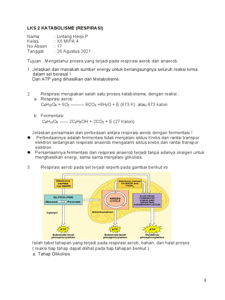 LKS 2 Katabolisma 2021 | PDF