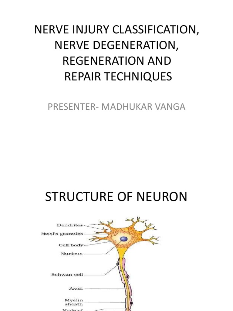 Nerve Injury Classification, Nerve Degeneration, Regeneration and ...